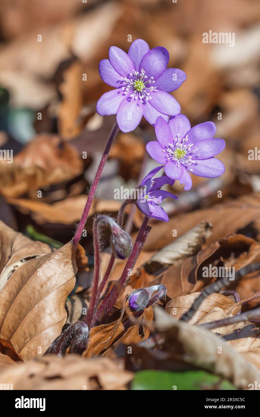 Hepatica nobilis, known as Kidneywort, Liverleaf, Liverwort, Pennywort ...