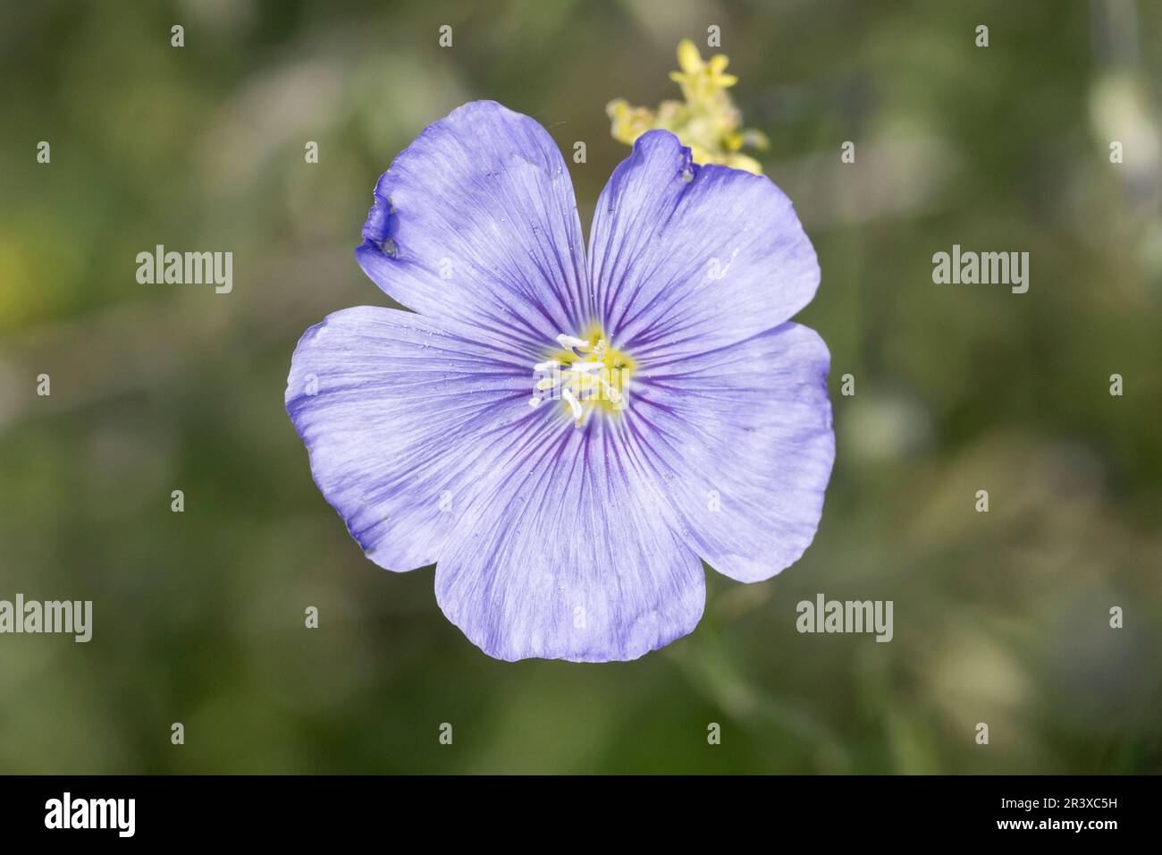 Linum usitatissimum, known as Common flax, Linseed, Flaxseed Stock ...