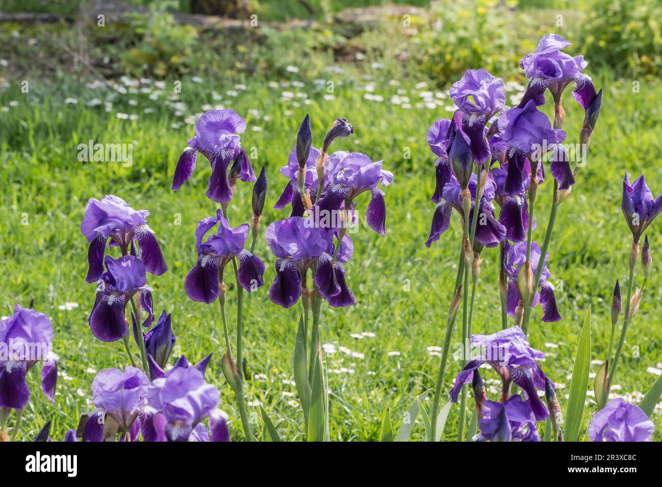 Iris germanica, known as German Iris, German iris, Bearded iris, German bearded iris Stock Photo ...