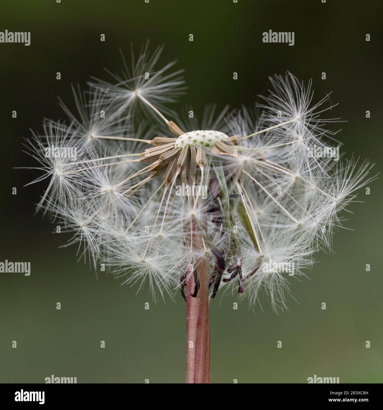 Dandelion, Dandelion seed head, Lion's-tooth, Blowball Stock Photo - Alamy