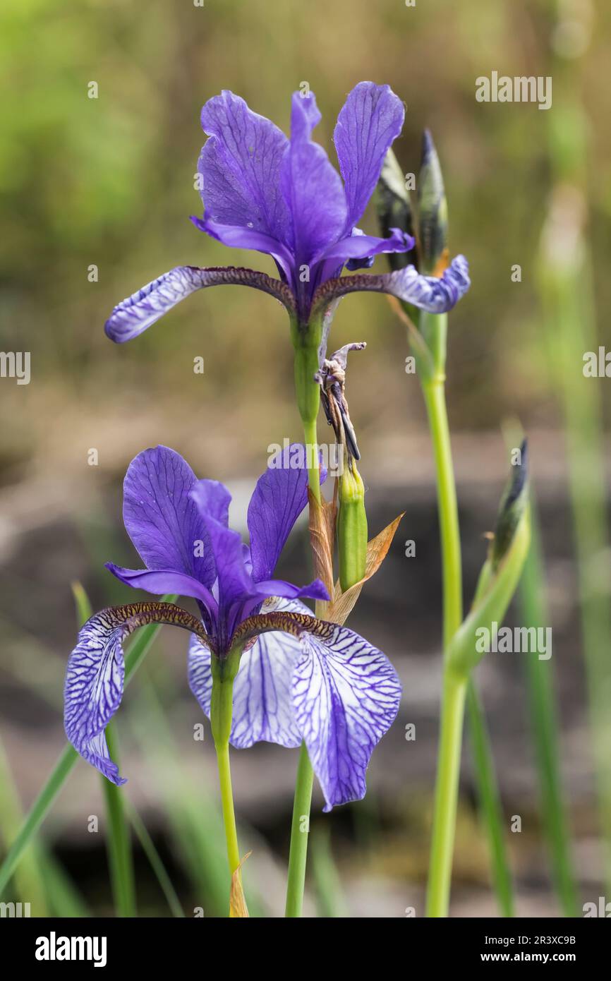 Iris sibirica, known as the Siberian iris, Siberian flag Stock Photo ...