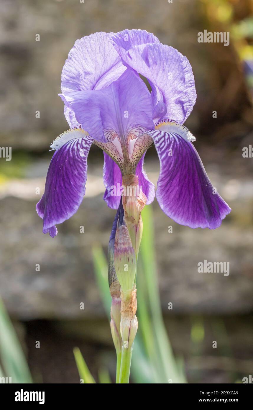 Iris germanica, known as German Iris, German iris, Bearded iris, German ...