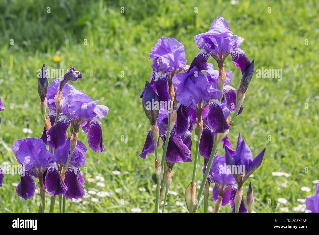 Iris germanica, known as German Iris, Bearded iris, German bearded iris ...