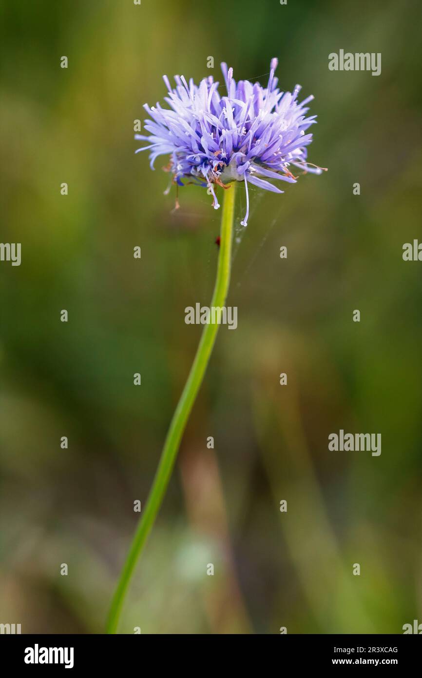 Jasione montana, known as Bluebonnets, Blue buttons, Blue daisy, Iron ...