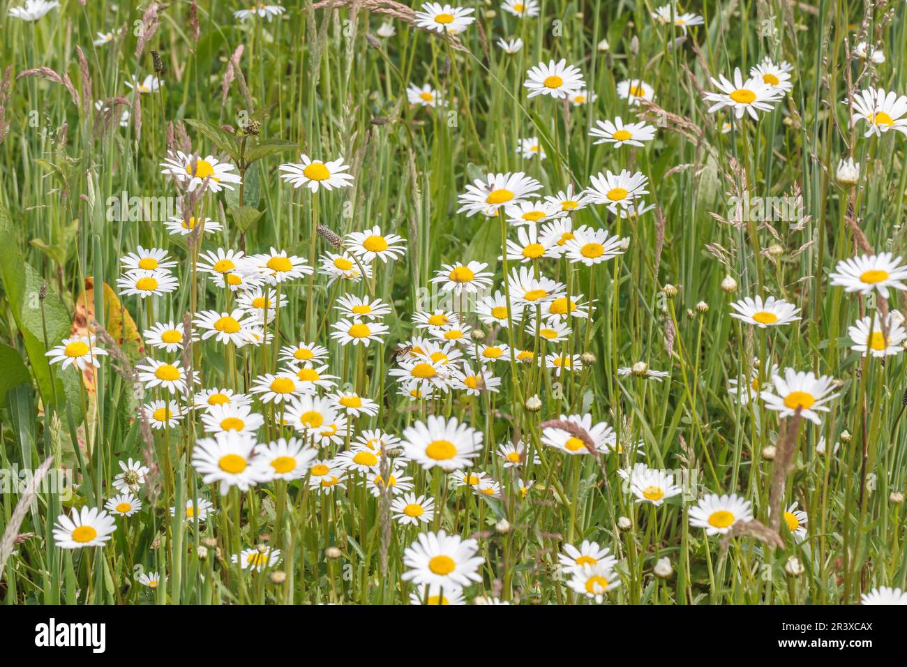 Leucanthemum vulgare, known as the Ox-eye daisy, Oxeye daisy, meadow in ...