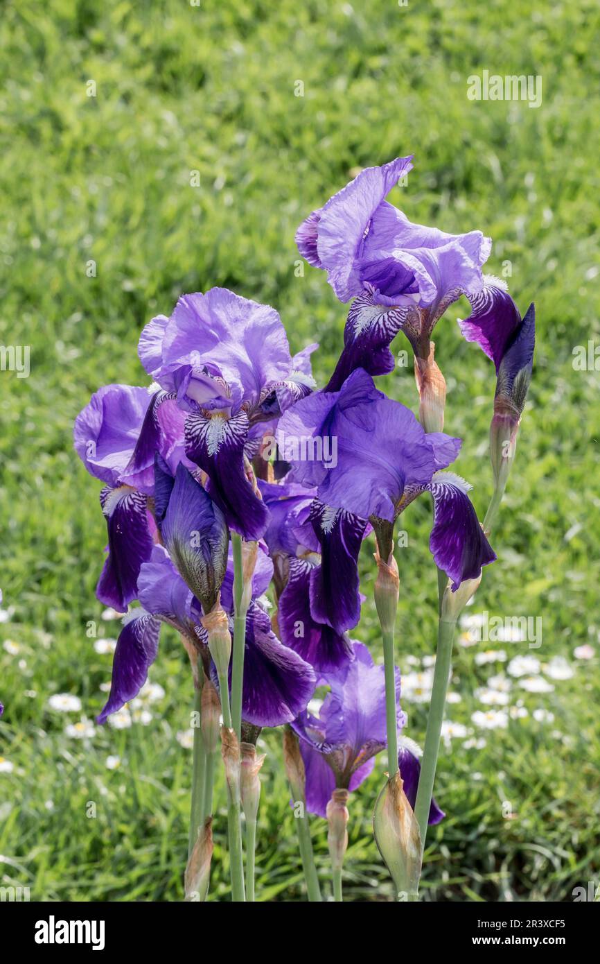 Iris germanica, Deutsche Schwertlilie - Iris germanica, known as German ...