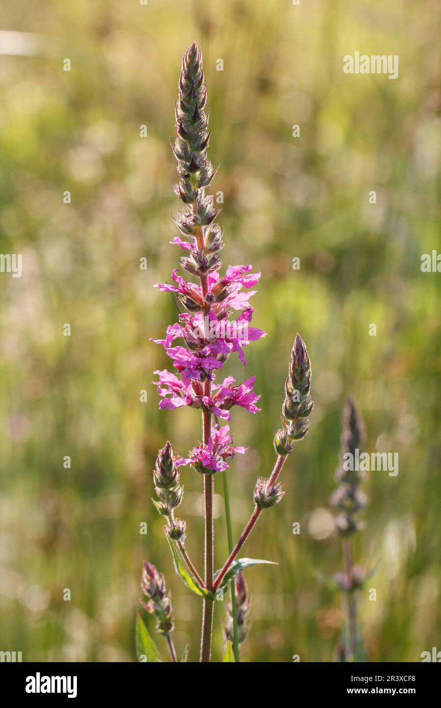 Lythrum salicaria, known as the Purple loosestripe, Spiked loosestripe ...