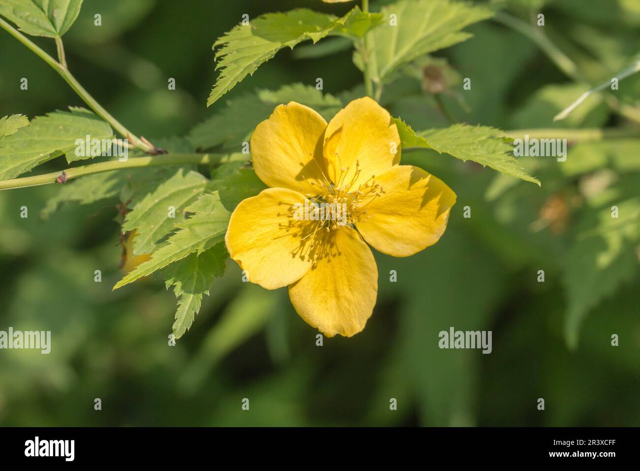 Kerria japonica in spring, known as Japanese bush, Japanese kerria ...
