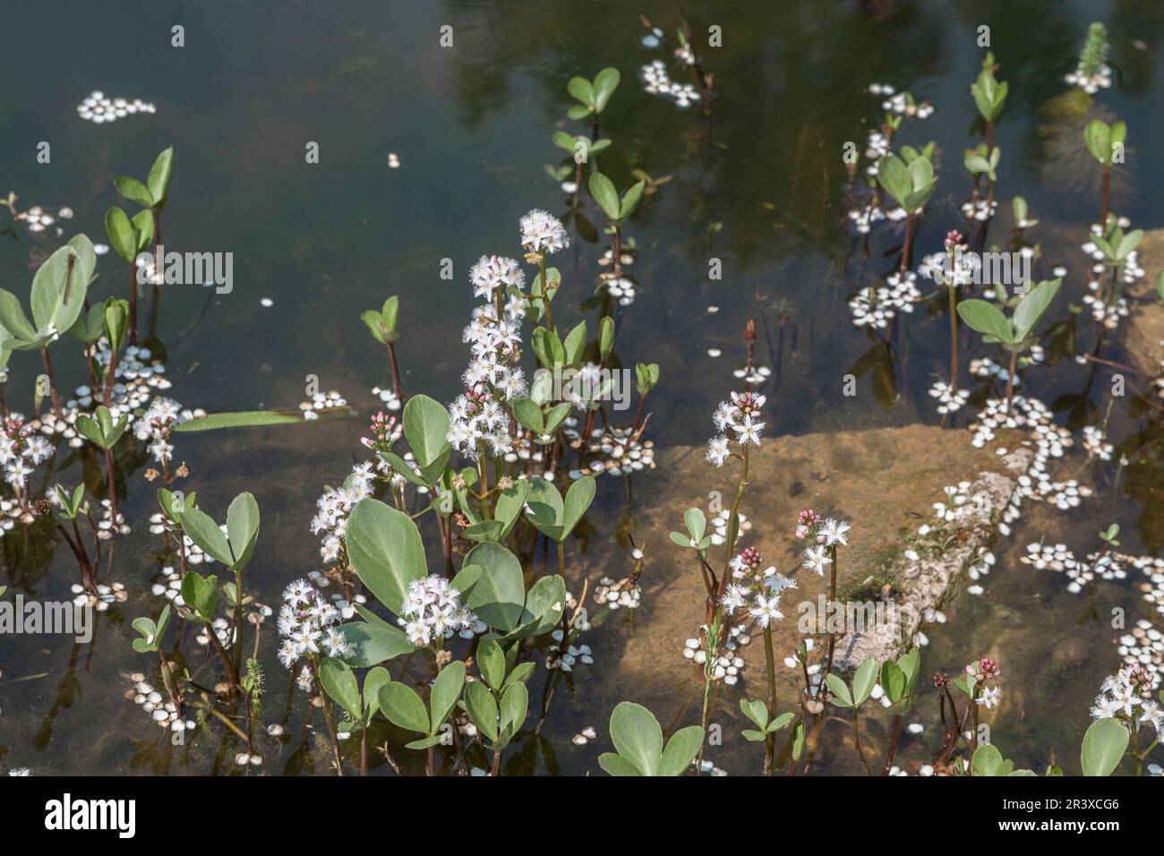Menyanthes trifoliata, known as the Trefoil, Marsh trefoil, Bogbean ...