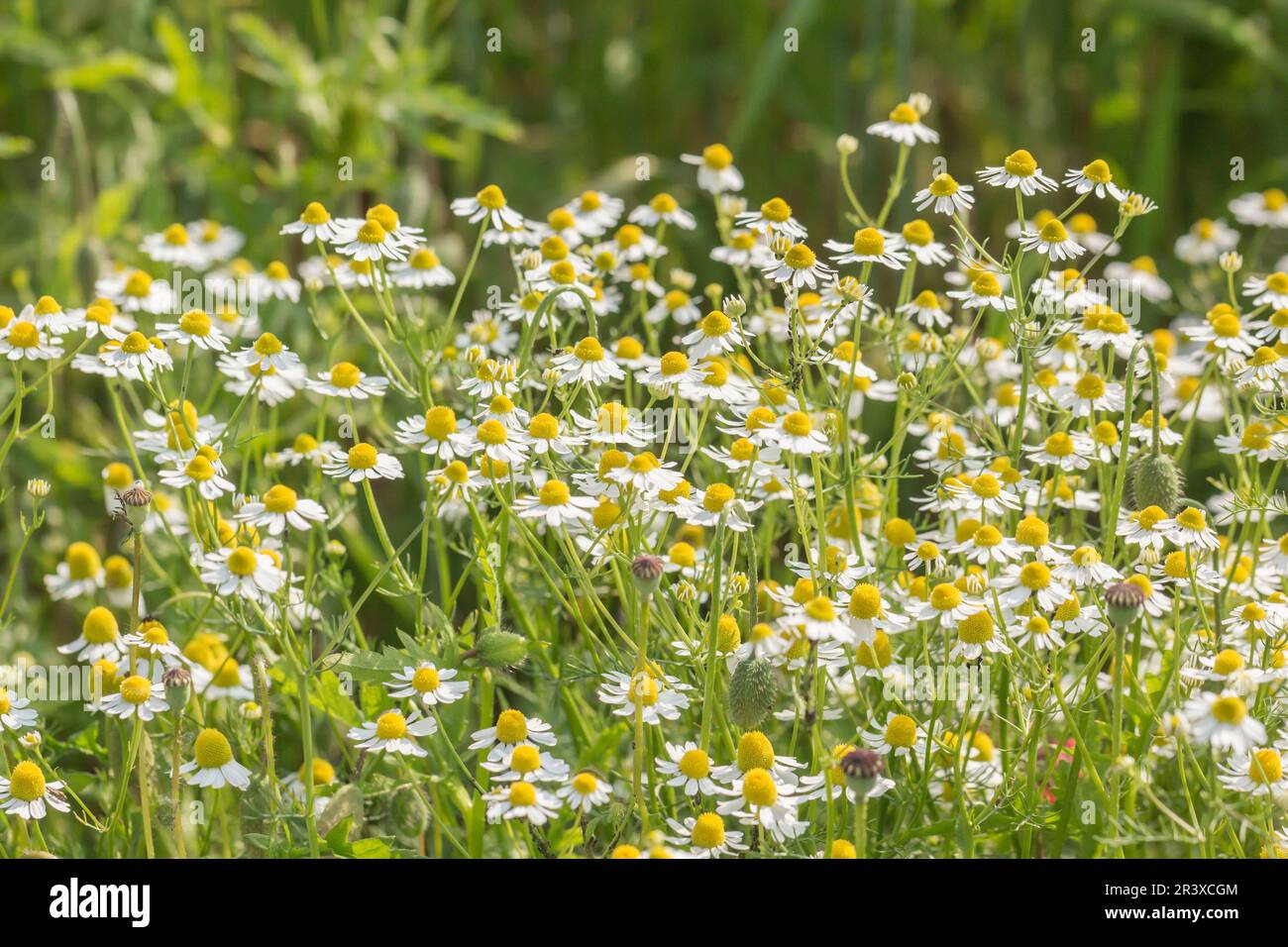Matricaria chamomilla, Matricaria recutita, known as chamomile, German ...