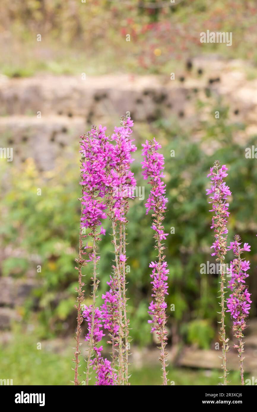 Lythrum salicaria, known as the Purple loosestripe, Spiked loosestripe ...
