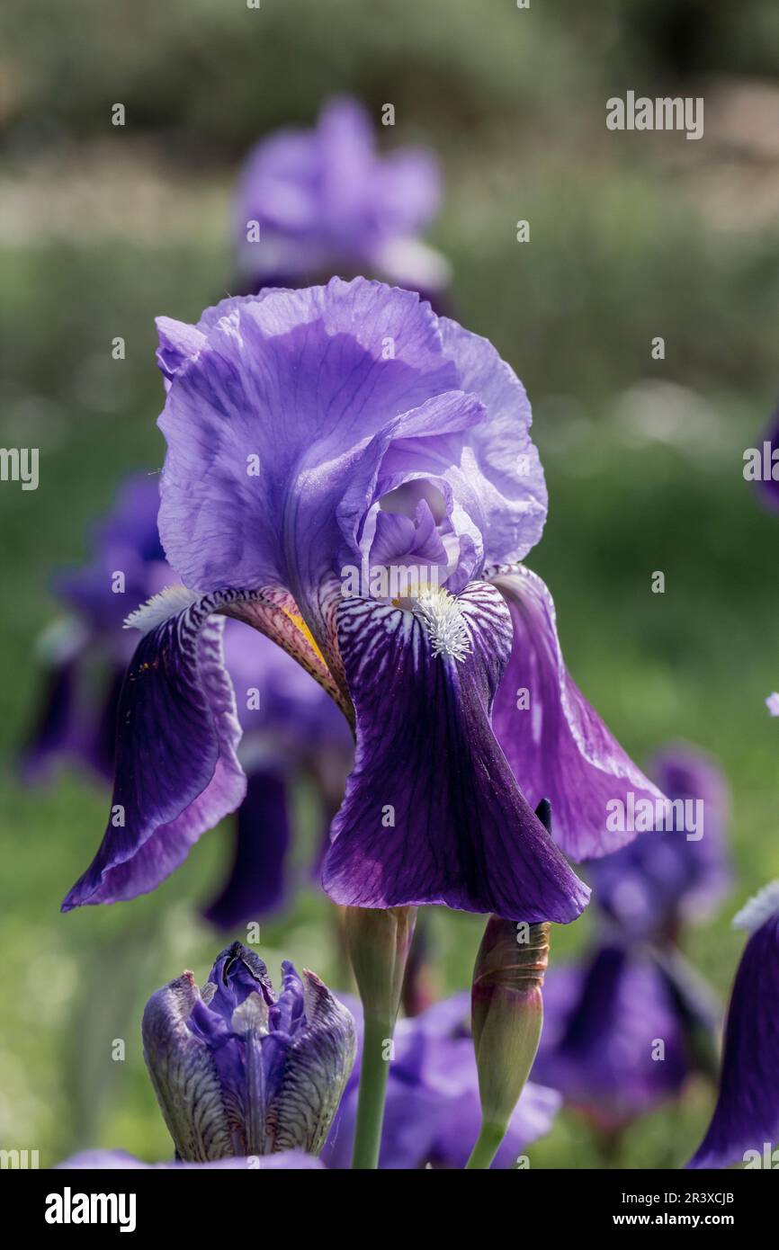 Iris germanica, known as German Iris, German iris, Bearded iris, German ...