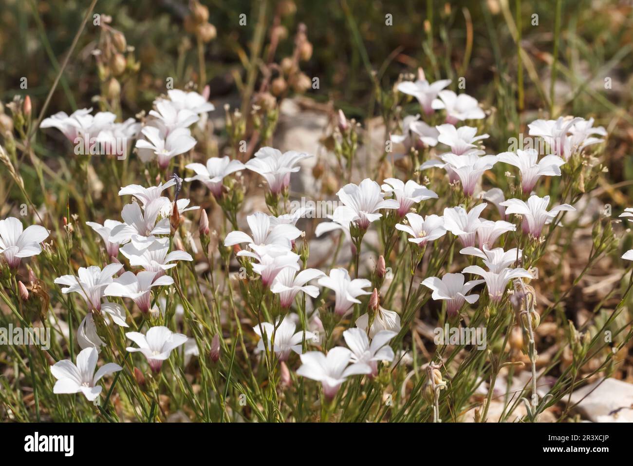 Linum suffruticosum, known as White flax, Flax Stock Photo - Alamy