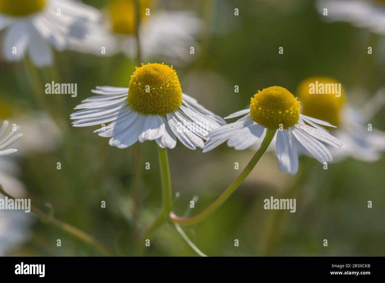 Matricaria chamomilla, Matricaria recutita, known as chamomile, German ...
