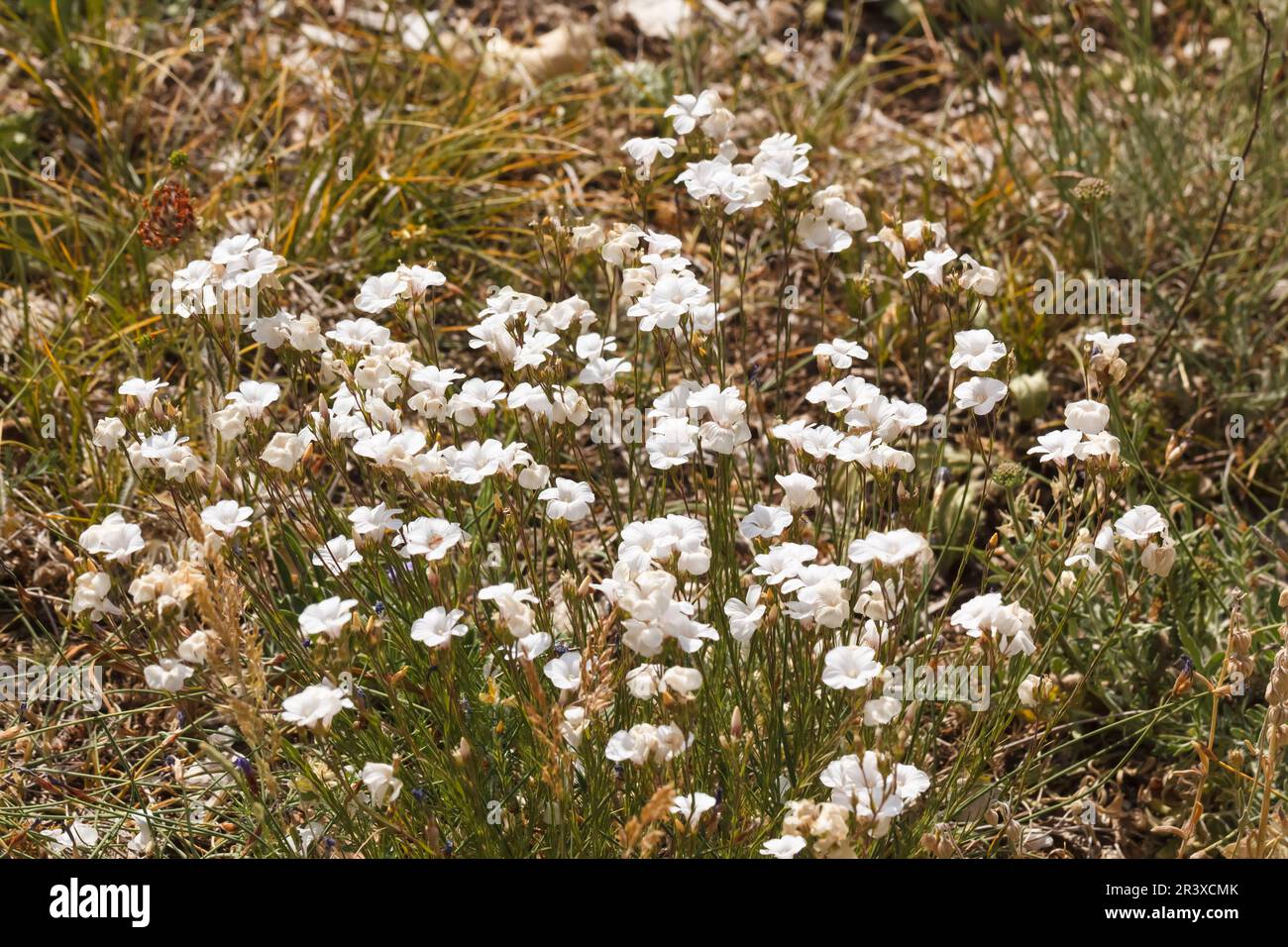 Linum suffruticosum, known as White flax, Flax Stock Photo - Alamy