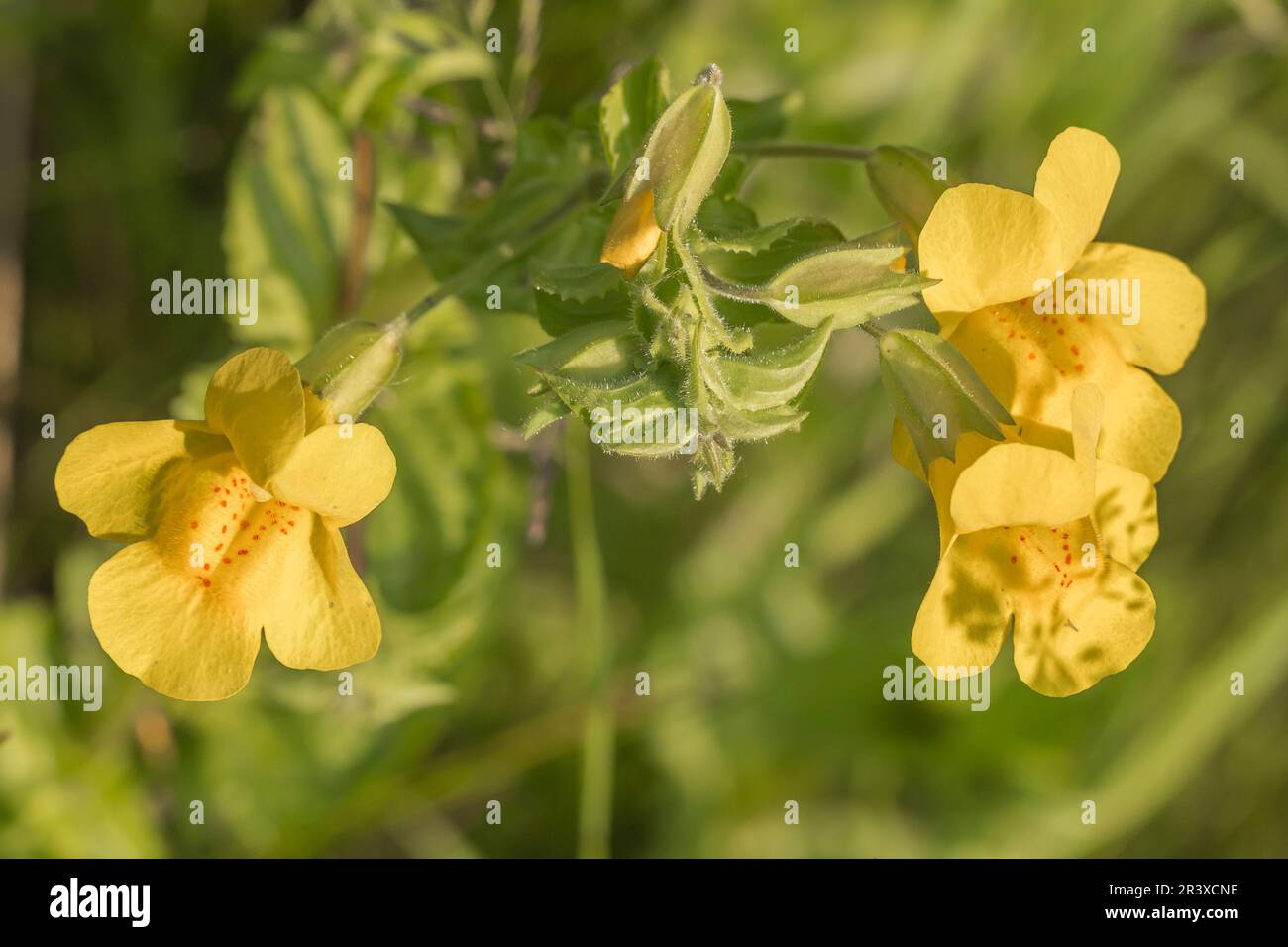 Yellow monkeyflower mimulus guttatus hi-res stock photography and ...