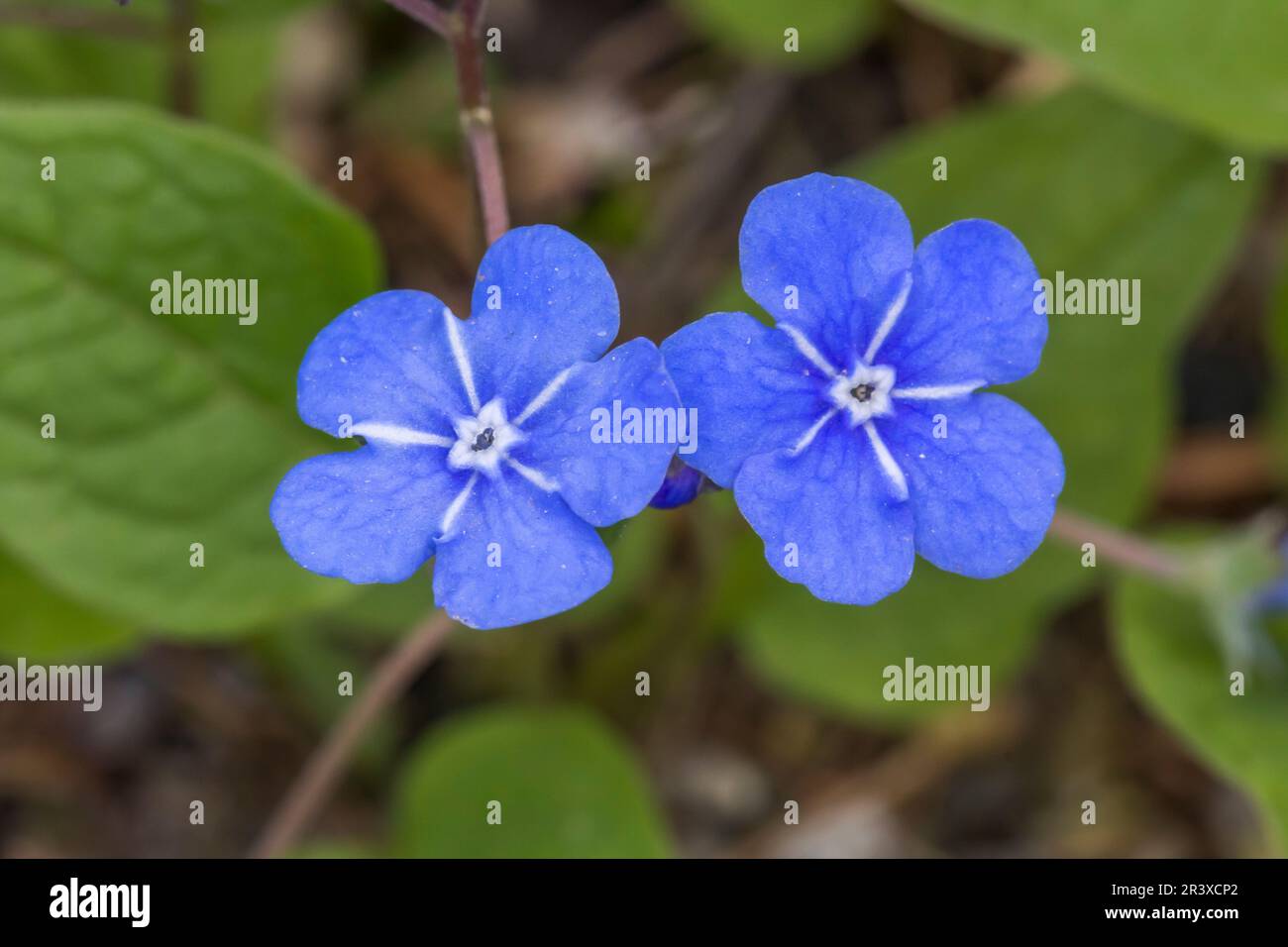 Omphalodes verna, known as the Creeping navelwort, Blue-eyed-Mary Stock ...
