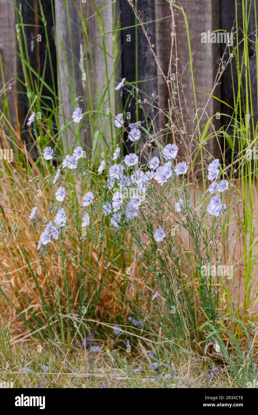Linum usitatissimum, known as Common flax, Linseed, Flaxseed Stock ...