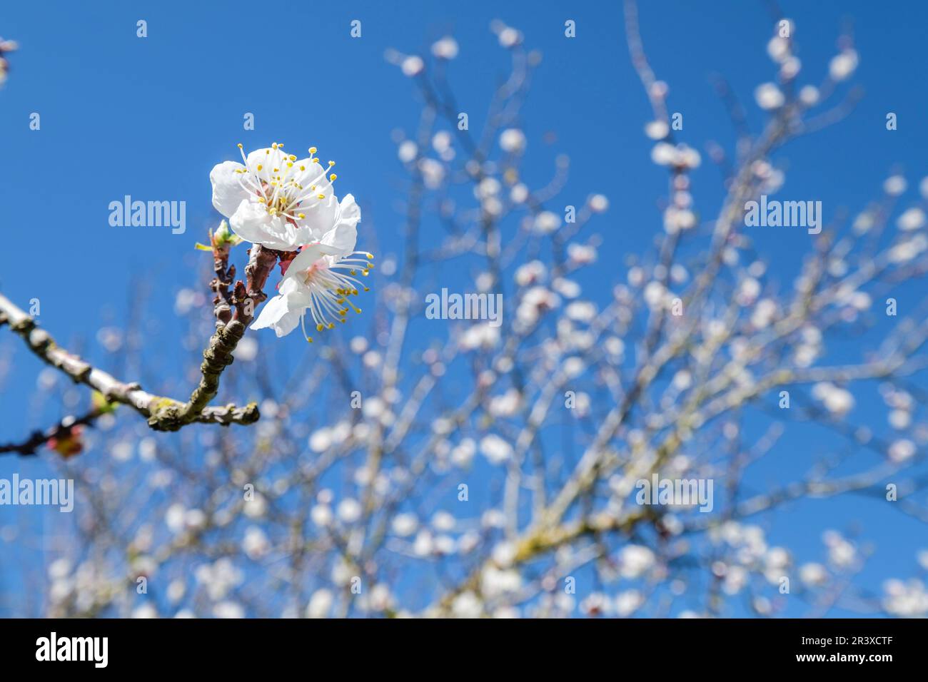 apricot tree in bloom, vines of Sa Carrera, Mesquida Mora, Porreres ...