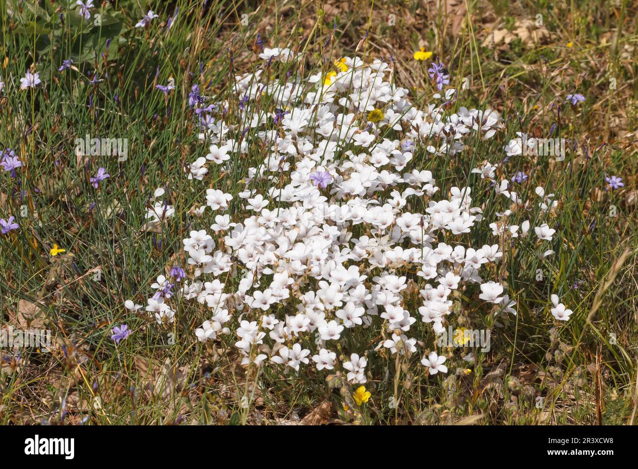 White flax hi-res stock photography and images - Alamy