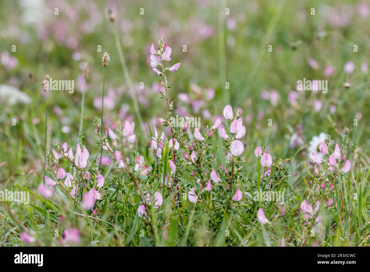 Ononis spinosa, known as the Thorny restharrow, Restharrow, Common ...