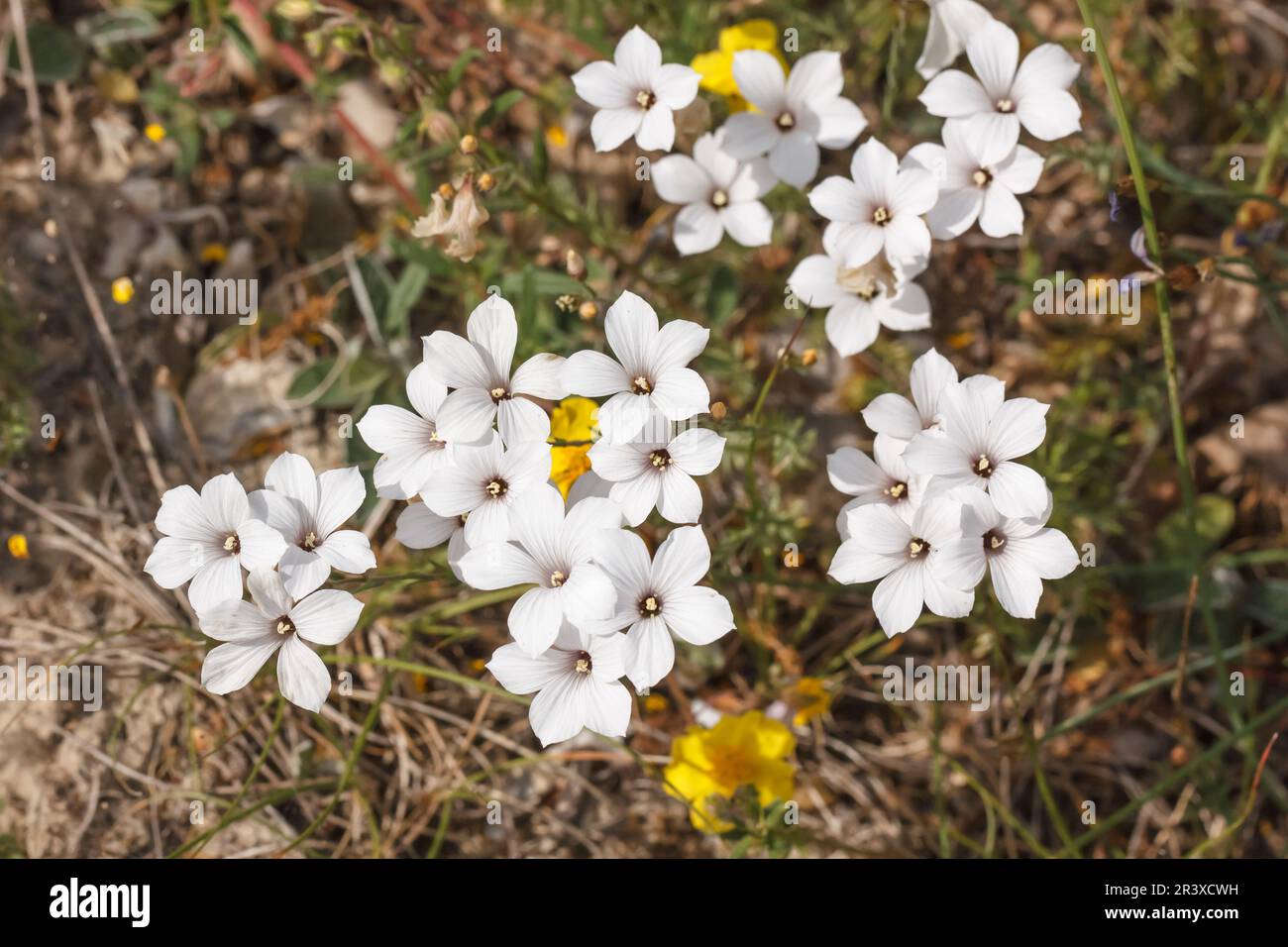 White flax hi-res stock photography and images - Alamy