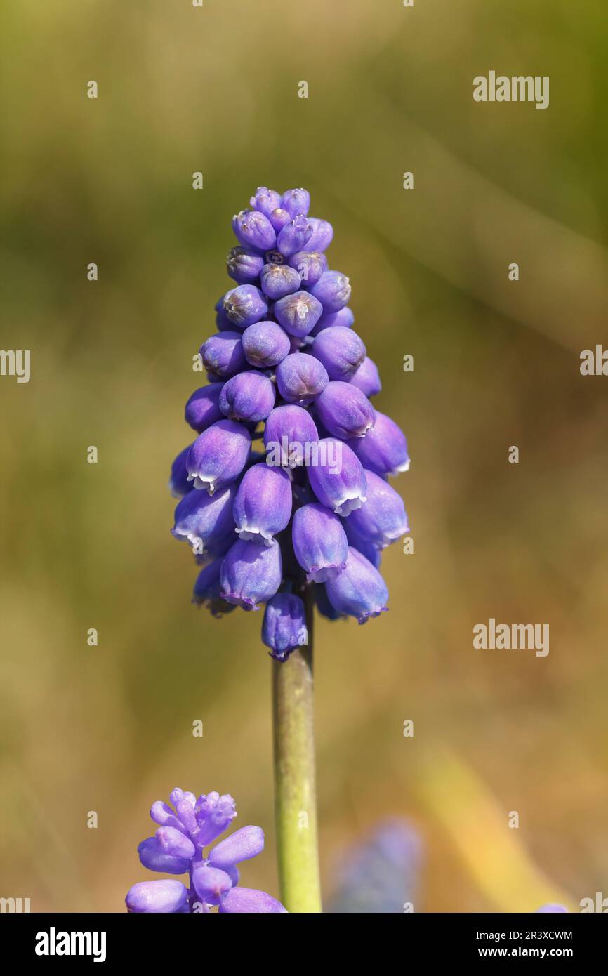 Muscari botryoides, known as the Grape hyacinth, Common grape hyacinth ...
