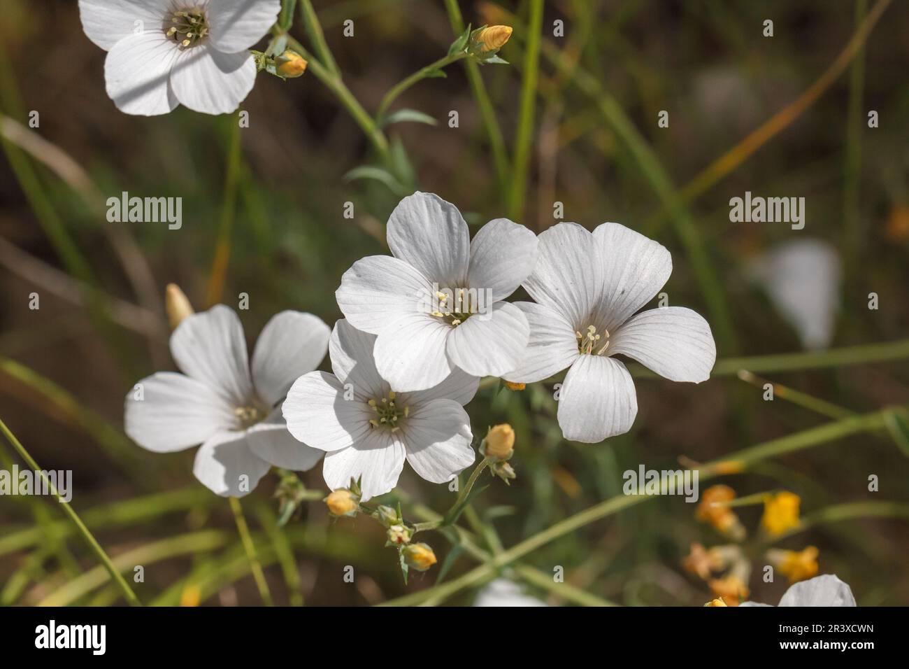 Linum suffruticosum, known as White flax, Flax Stock Photo - Alamy