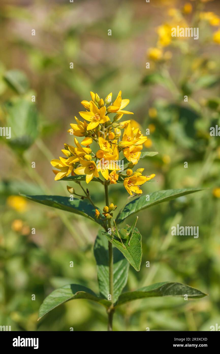 Lysimachia vulgaris, known as Garden loosestrife, Yellow loosestrife ...