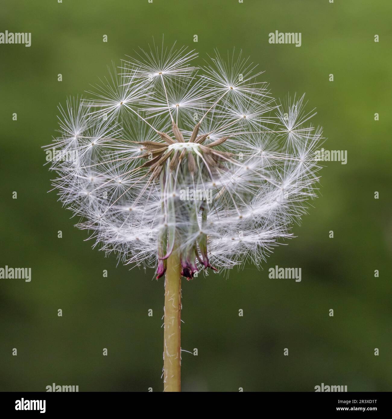Tooth seed hi-res stock photography and images - Alamy