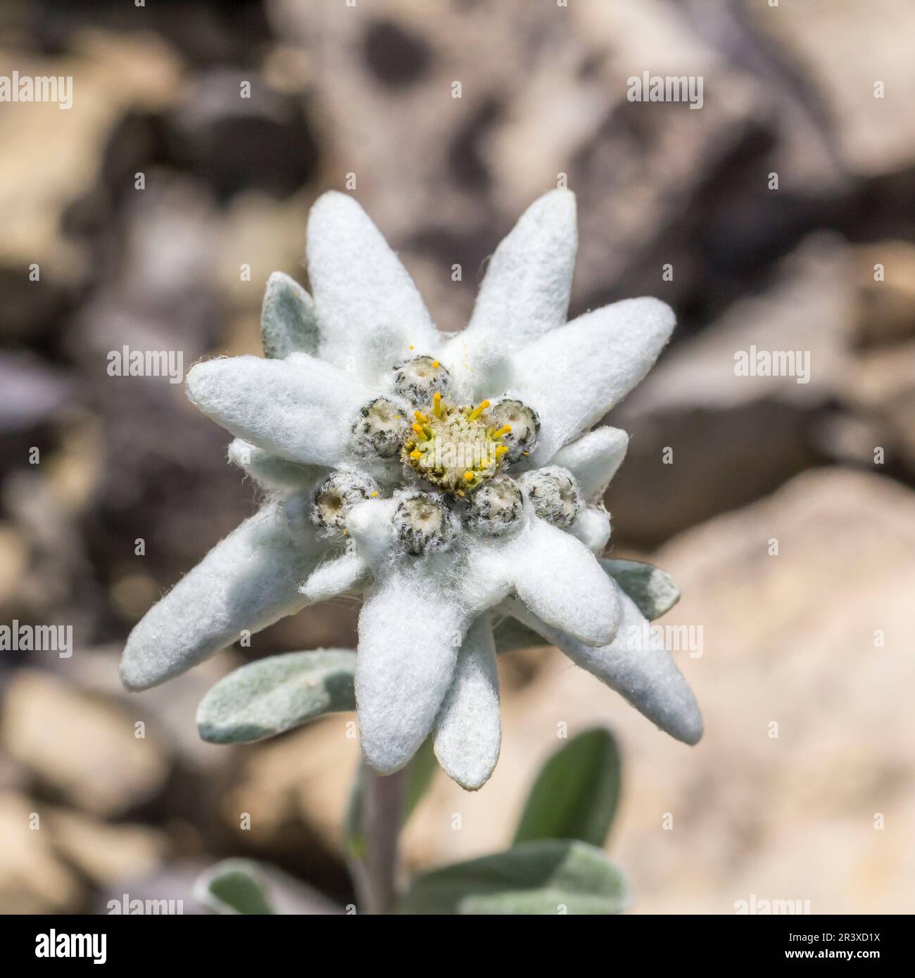 Leontopodium nivale, commonly known as the Edelweiss Stock Photo - Alamy
