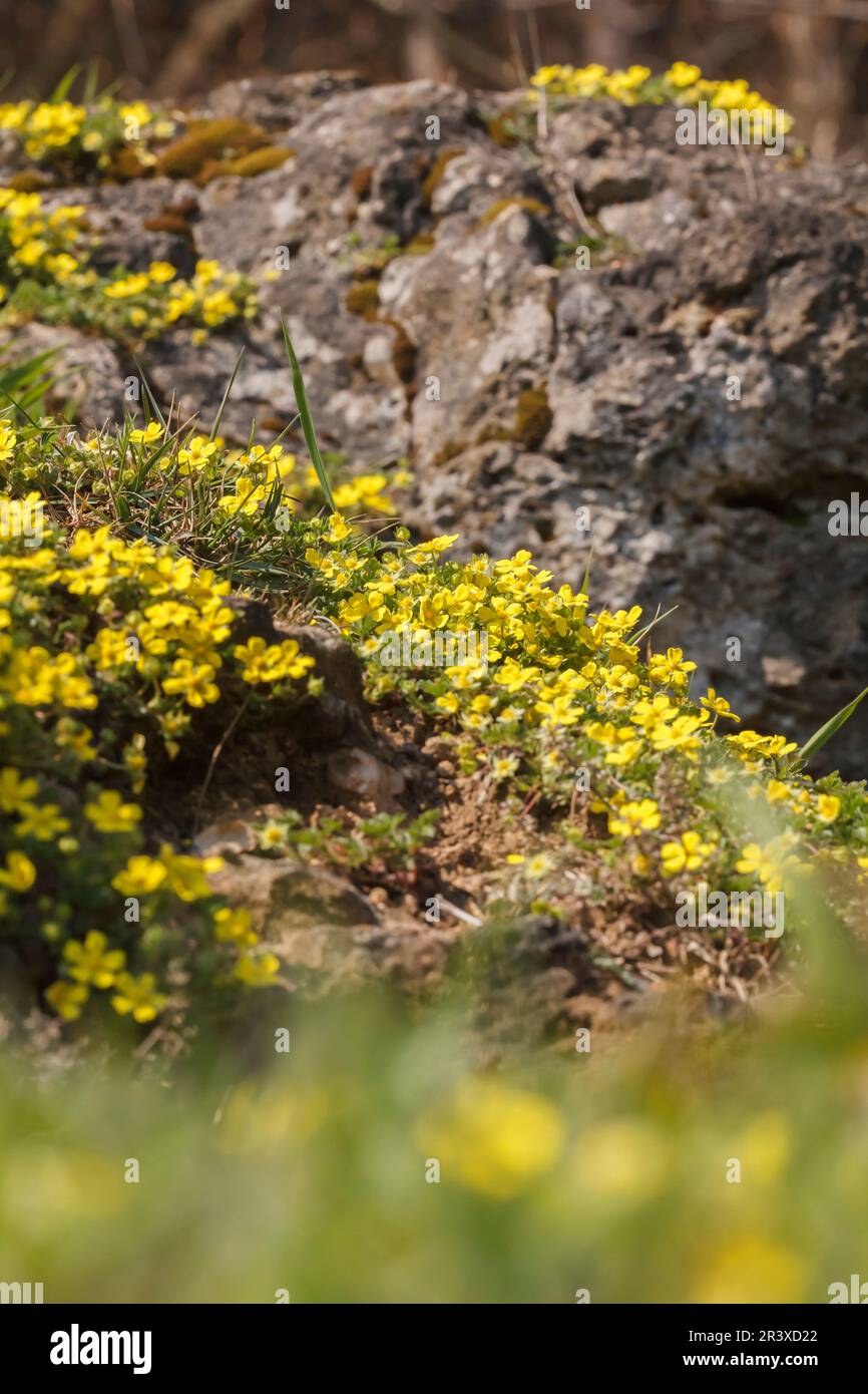 Potentilla neumanniana (Potentilla tabernaemontani), known as Spotted ...