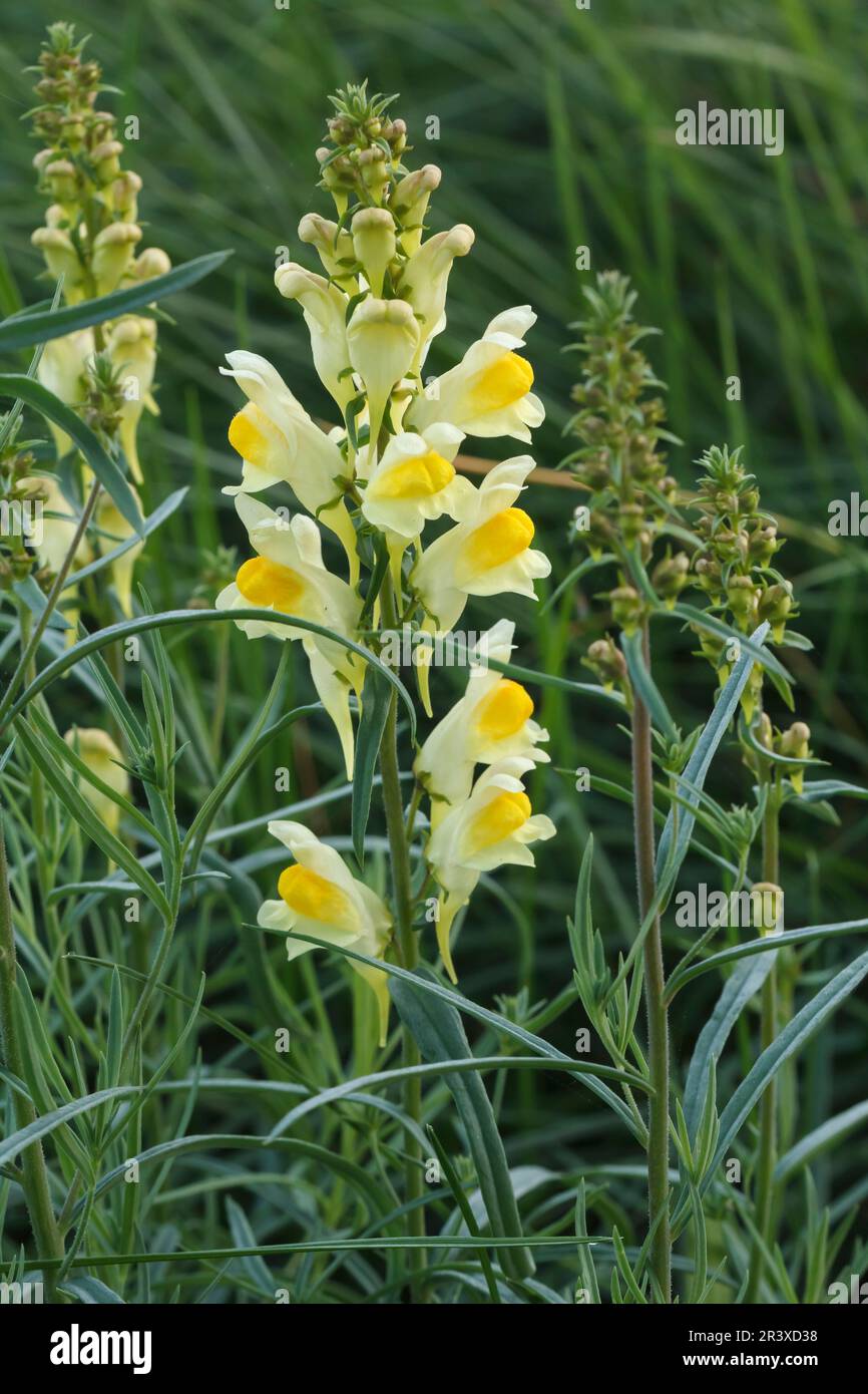 Linaria vulgaris, known as Common toadflax, Yellow toadflax, Fairy ...