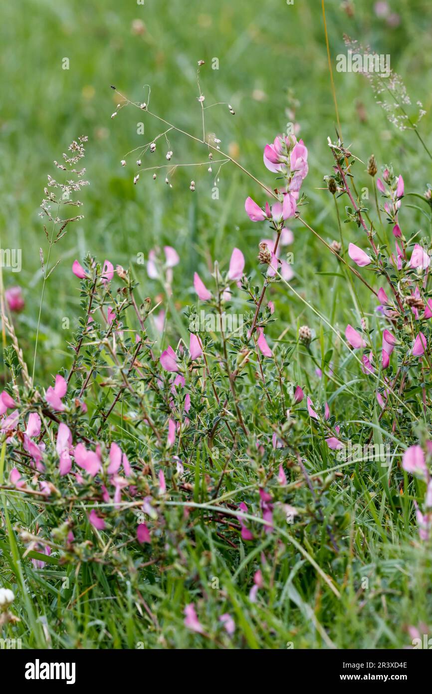 Ononis spinosa, known as the Thorny restharrow, Restharrow, Common ...