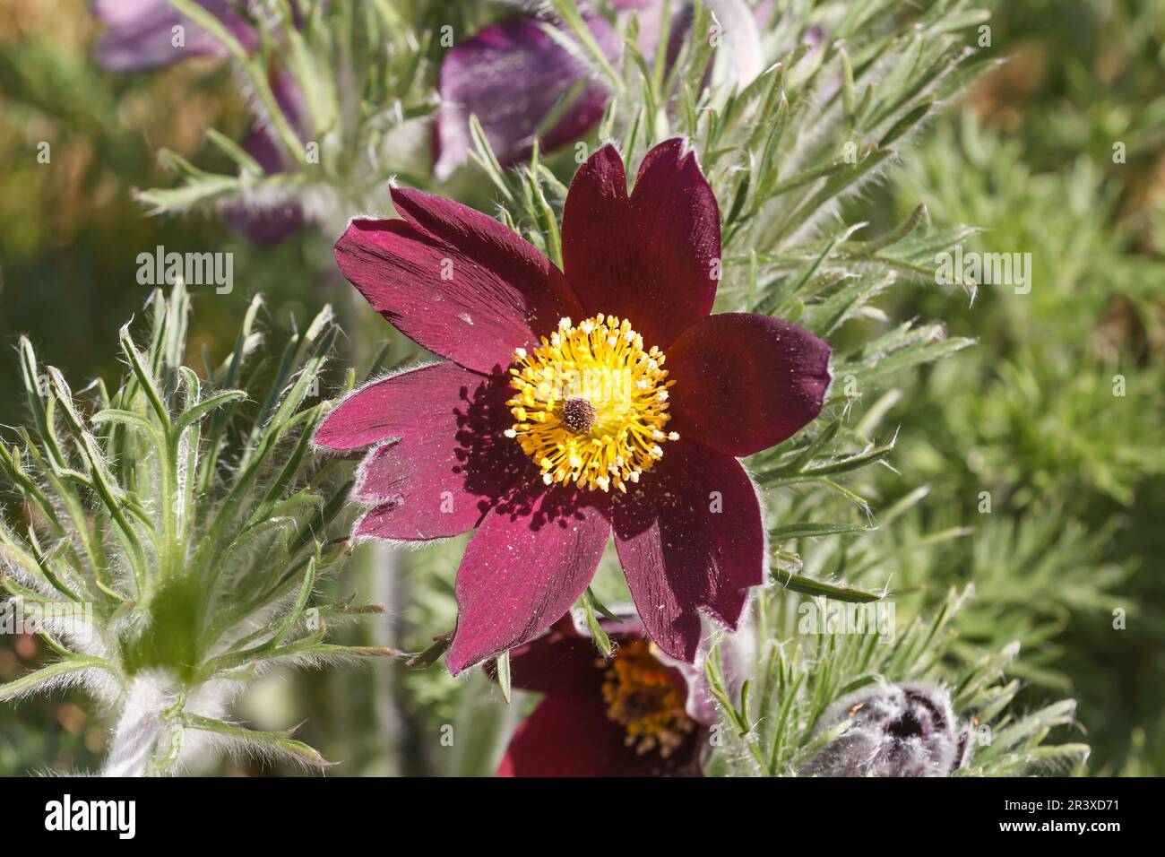 Pulsatilla turczaninovii, commonly known as the Blue Siberian pasque ...