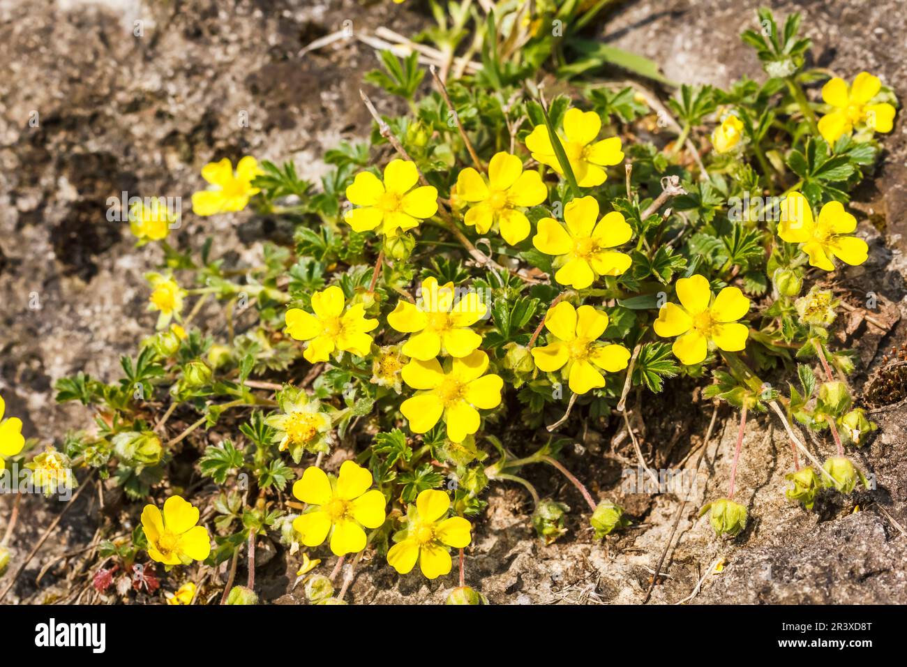 Potentilla neumanniana (Potentilla tabernaemontani), known as Spotted ...