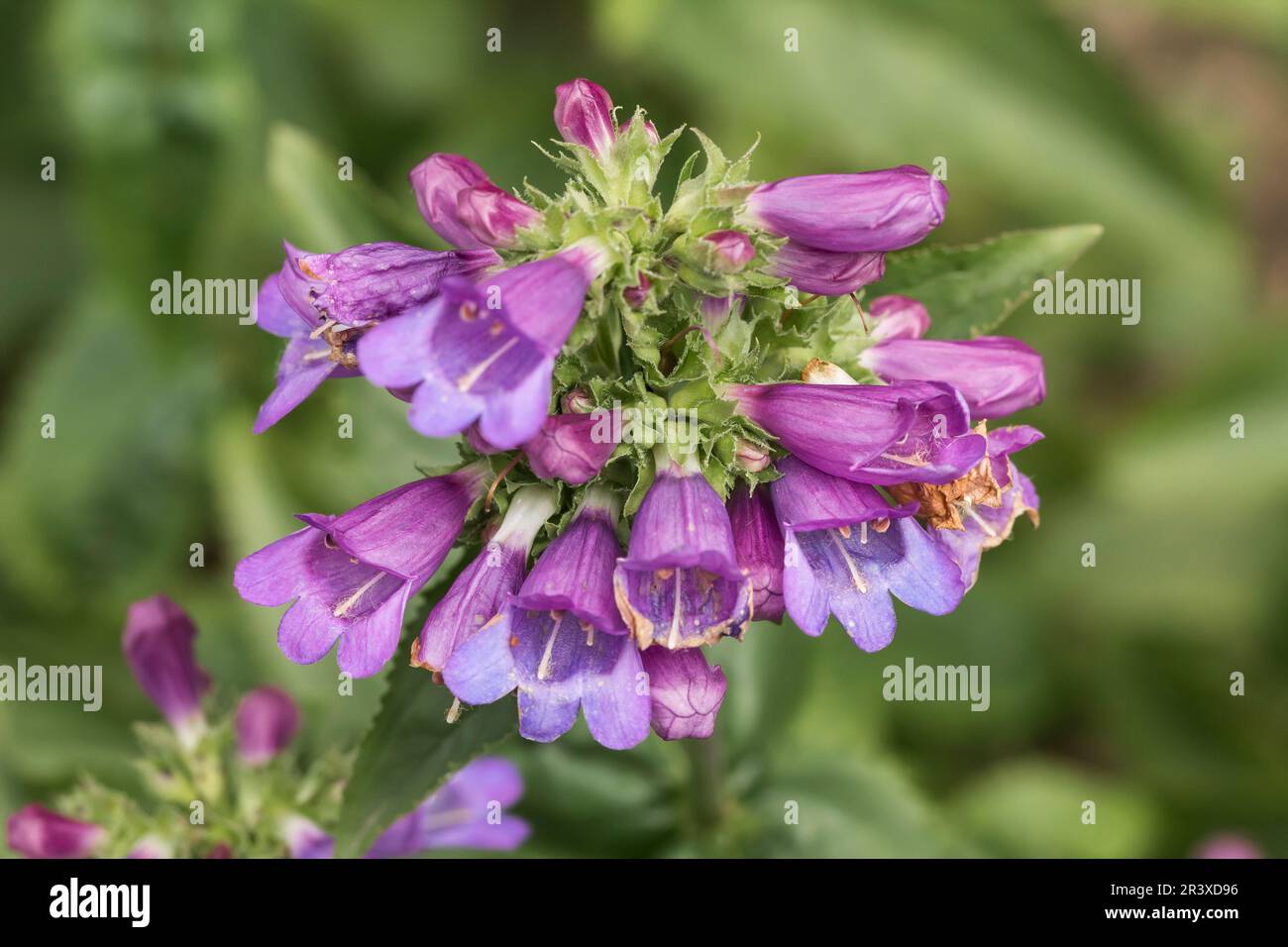 Penstemon arkansanus, known as the Arkansas beardtongue, Beardtongue ...