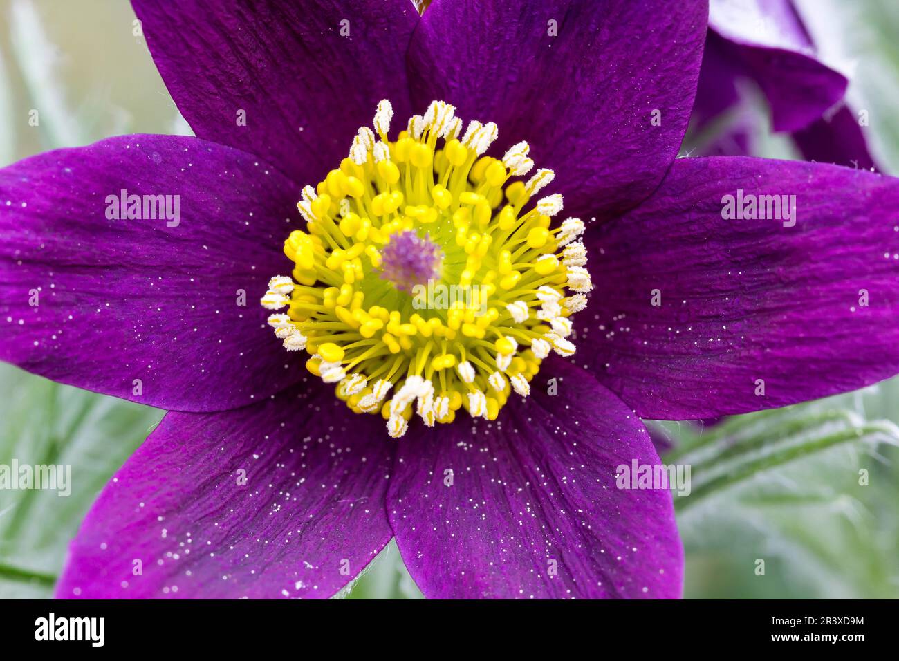 Pulsatilla turczaninovii, commonly known as the Blue Siberian pasque ...