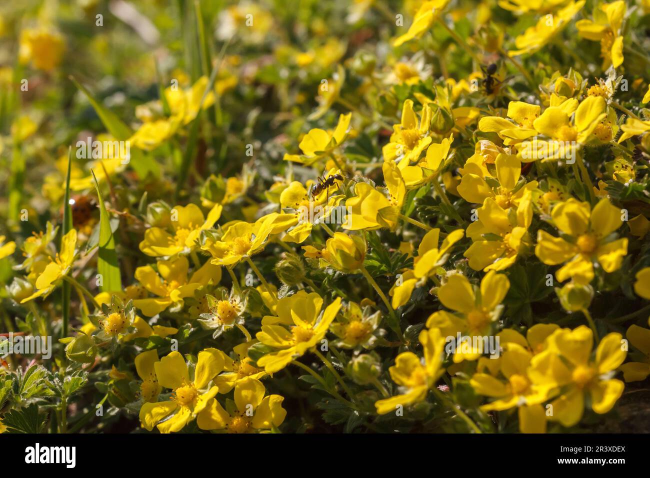 Potentilla neumanniana (Potentilla tabernaemontani), known as Spotted ...
