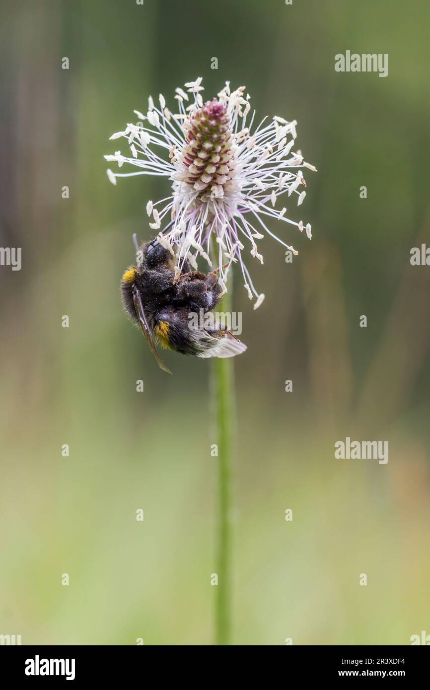 Plantago lanceolata, Ribwort plantain, known as Buckhorn plantain ...