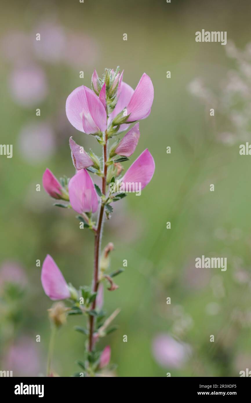 Ononis spinosa, known as the Thorny restharrow, Restharrow, Common ...