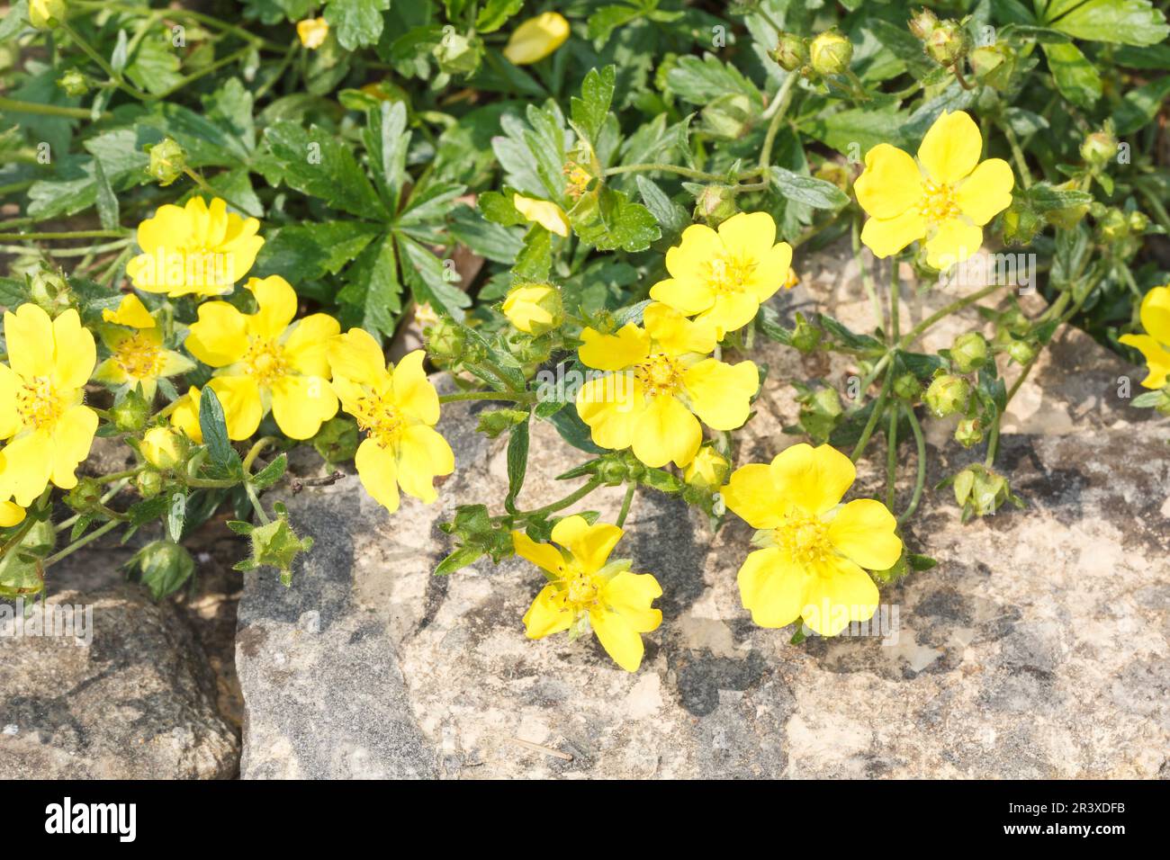 Potentilla neumanniana (Potentilla tabernaemontani), known as Spotted ...