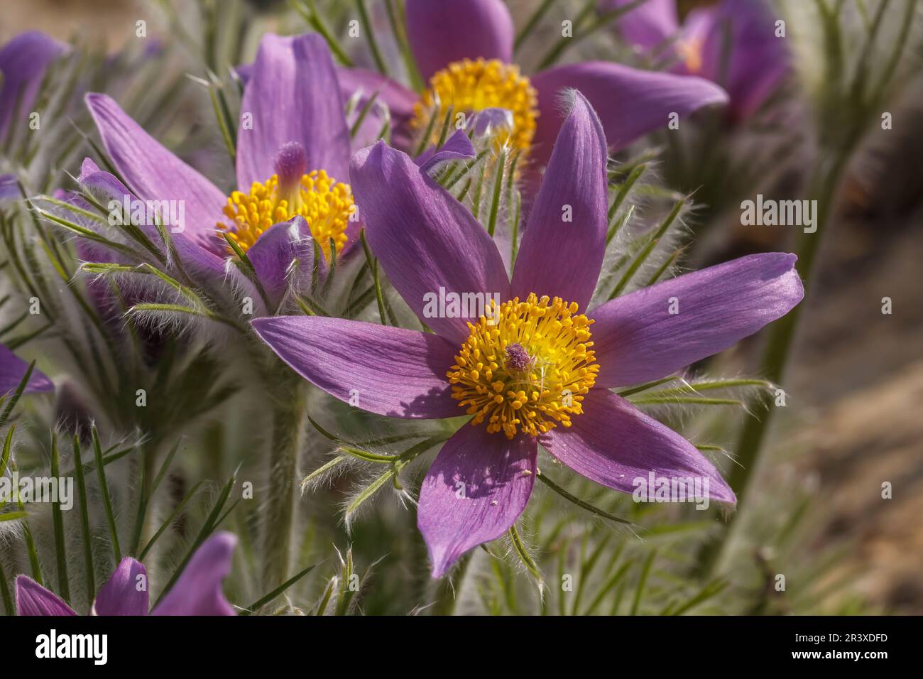 Pulsatilla vulgaris, known as the Common pasque flower, European ...