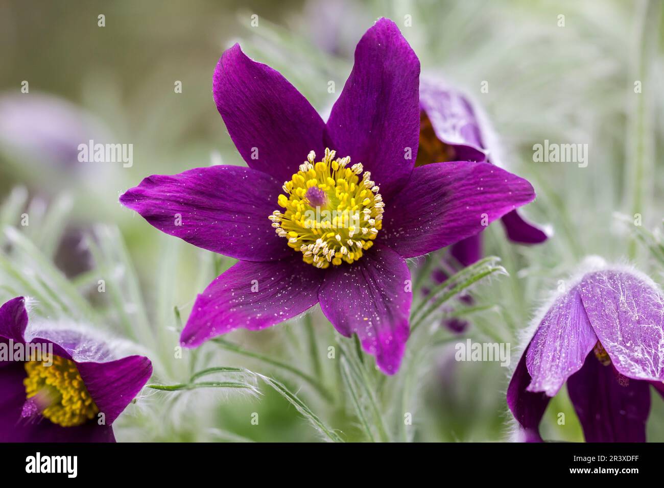 Pulsatilla turczaninovii, commonly known as the Blue Siberian pasque ...
