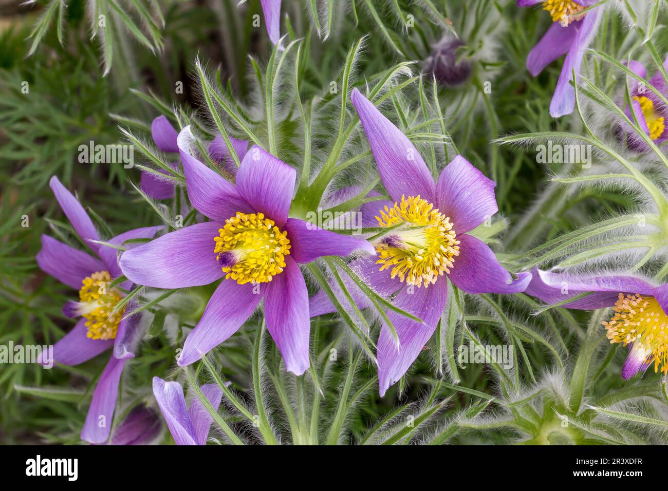 Pulsatilla vulgaris, known as the Common pasque flower, European ...