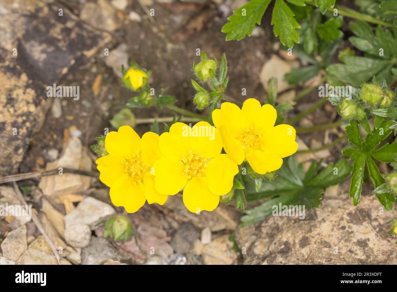 Potentilla neumanniana (Potentilla tabernaemontani), known as Spotted ...