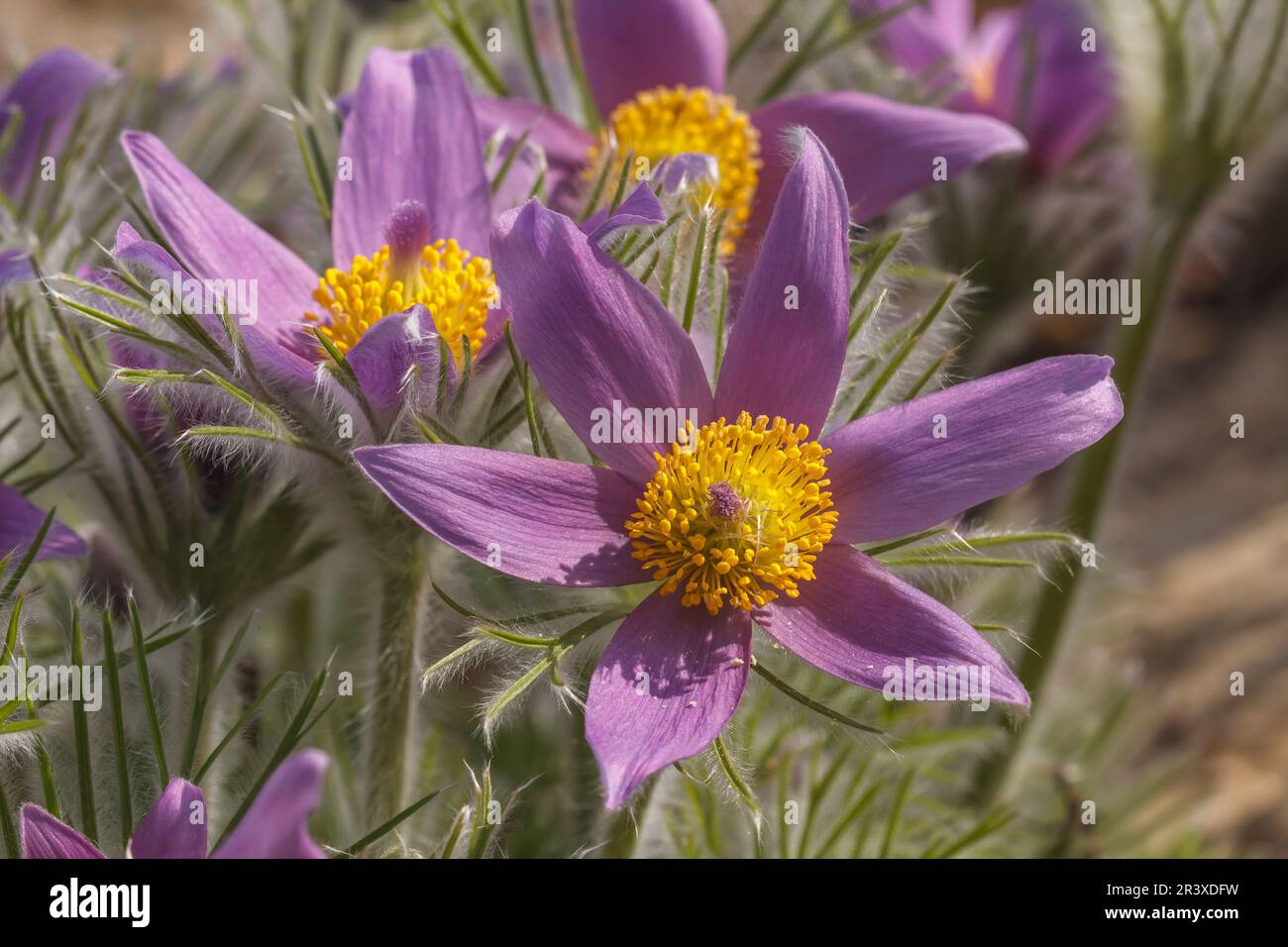 Pulsatilla vulgaris, known as the Common pasque flower, European ...