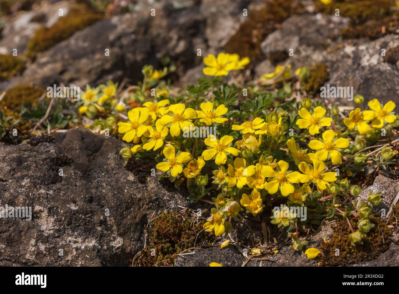 Potentilla neumanniana (Potentilla tabernaemontani), known as Spotted ...