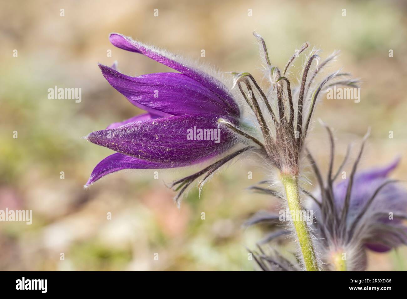Pulsatilla vulgaris, known as the Common pasque flower, European ...