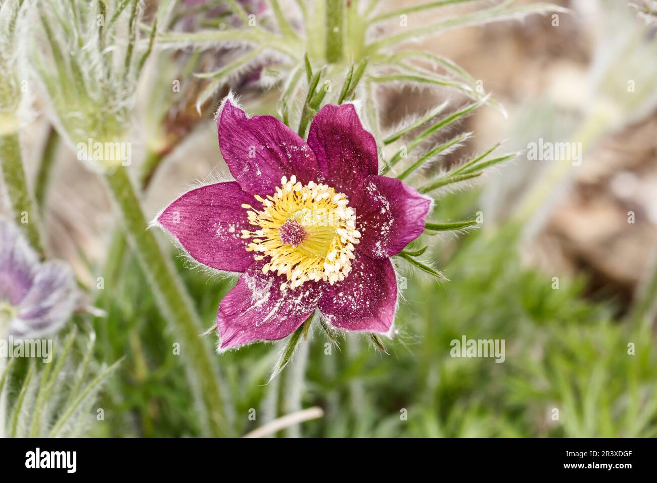 Pulsatilla vulgaris, known as the Common pasque flower, European ...